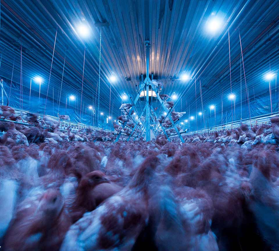 Poultry LED Lighting - ME International